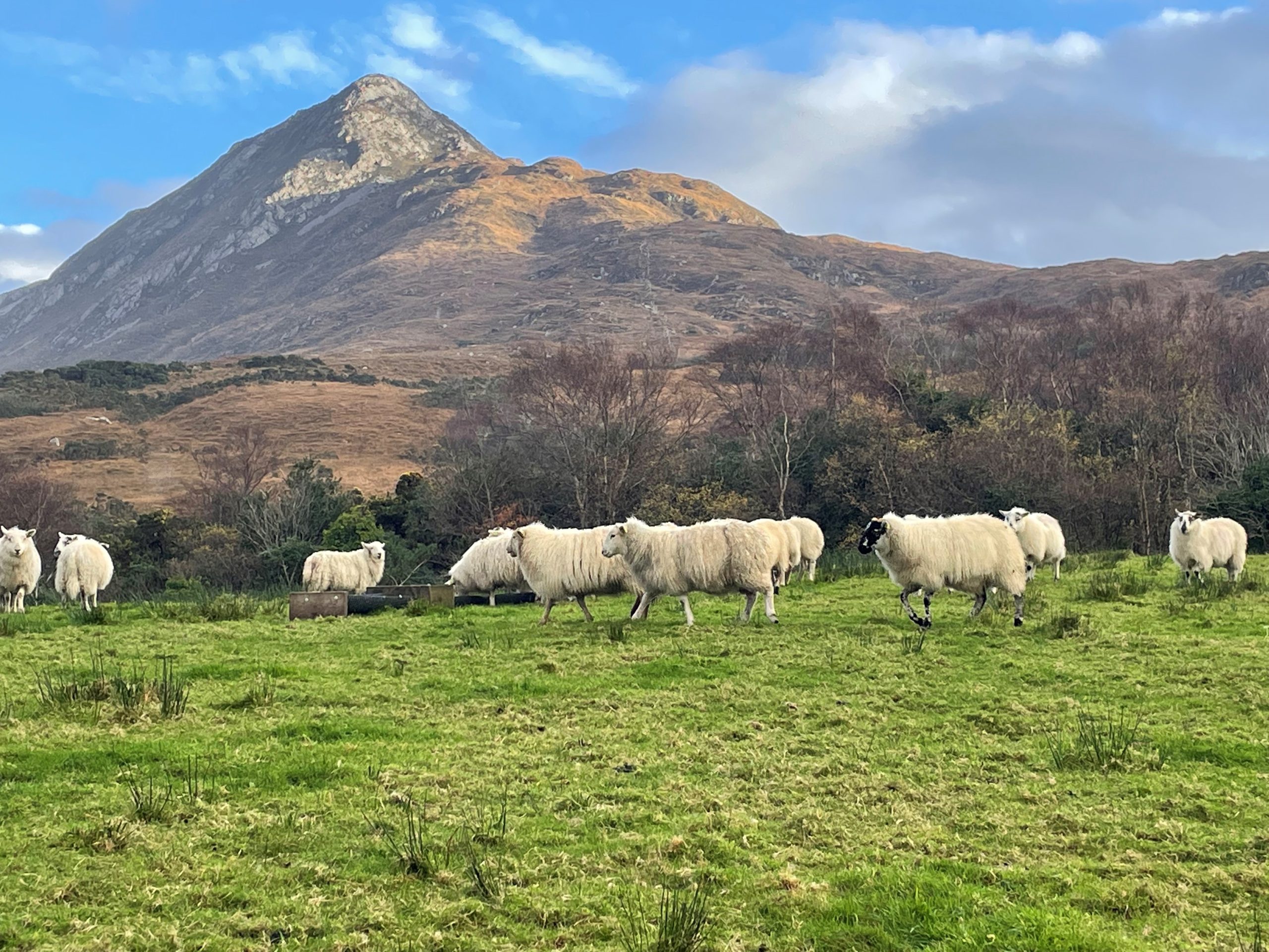Latest News | Irish Native Rare Breed Society